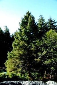 The Reclused | From an Upper Floor